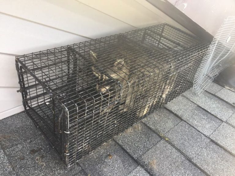 Raccoon Trapping
